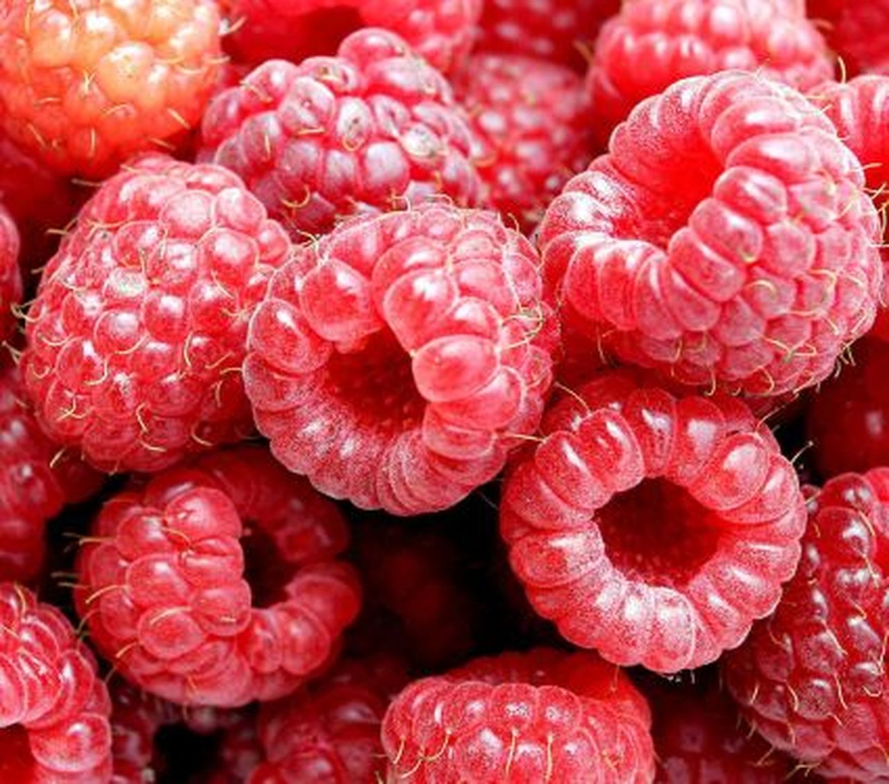 Raspberry 'Prelude' 2 gallon | Greene Bee Greenhouse Online SHOP